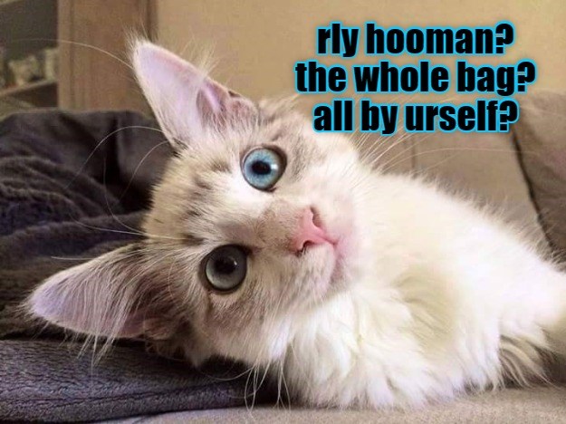 Stop judging pls - Lolcats - lol | cat memes | funny cats | funny cat ...