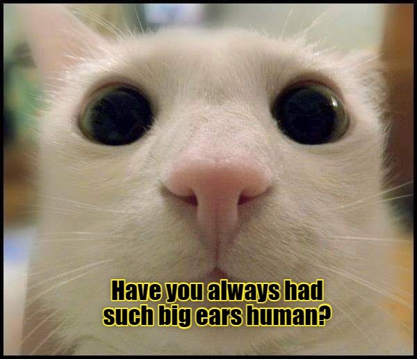 Giant - Lolcats - lol | cat memes | funny cats | funny cat pictures ...