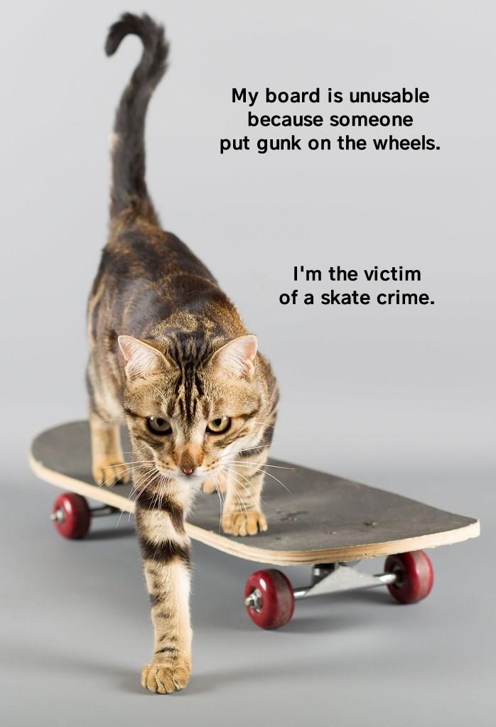 They won't escape the long arm of the claw - Lolcats - lol | cat memes ...