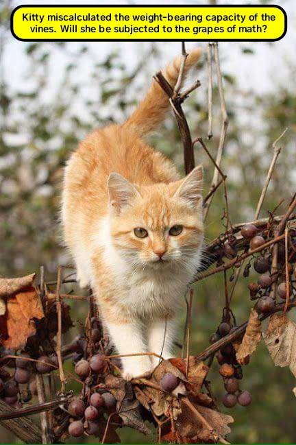 Tricky - Lolcats - lol | cat memes | funny cats | funny cat pictures ...