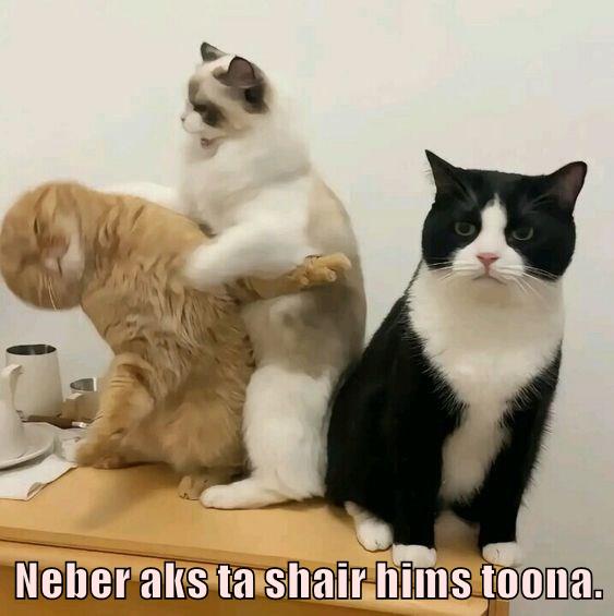 Sharing is NOT caring - Lolcats - lol | cat memes | funny cats | funny ...
