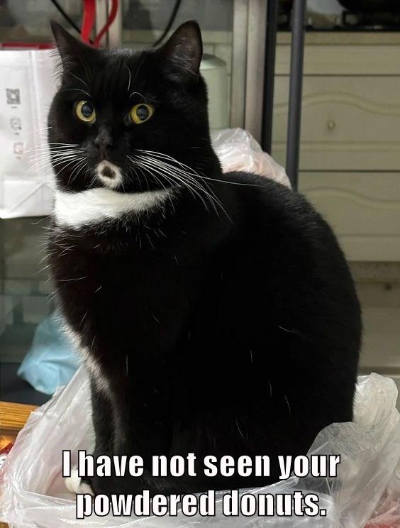 Who ate the donuts? - Lolcats - lol | cat memes | funny cats | funny ...