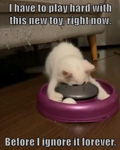 Right meow - Lolcats - lol | cat memes | funny cats | funny cat ...