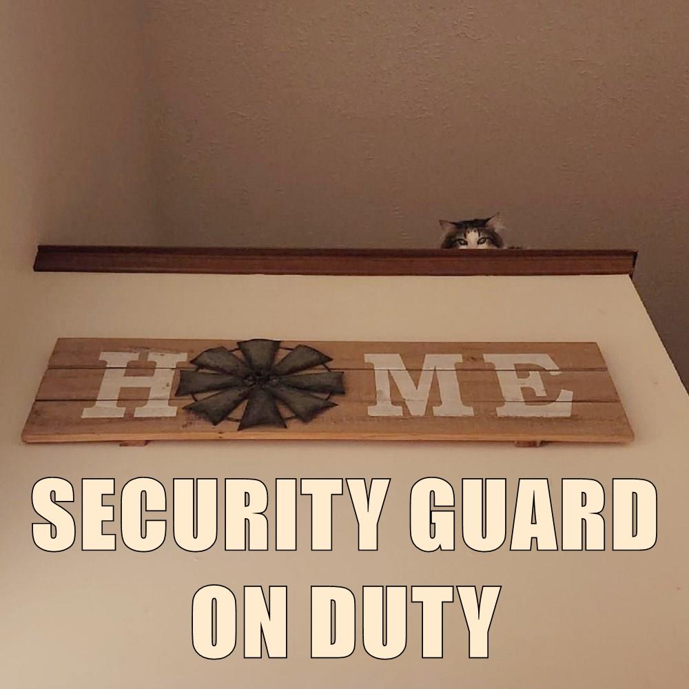 We'd feel safe - Lolcats - lol | cat memes | funny cats | funny cat ...