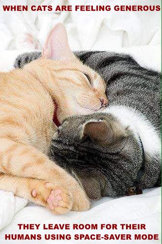 Space-saver mode - Lolcats - lol | cat memes | funny cats | funny cat ...