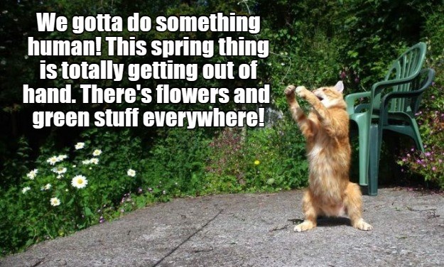 Take action meow! - Lolcats - lol | cat memes | funny cats | funny cat ...