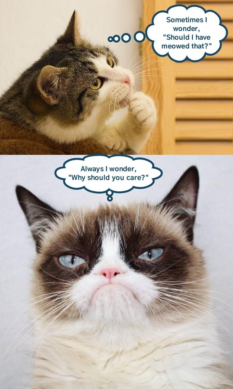 Grumpy - Lolcats - lol | cat memes | funny cats | funny cat pictures with words on them | funny ...