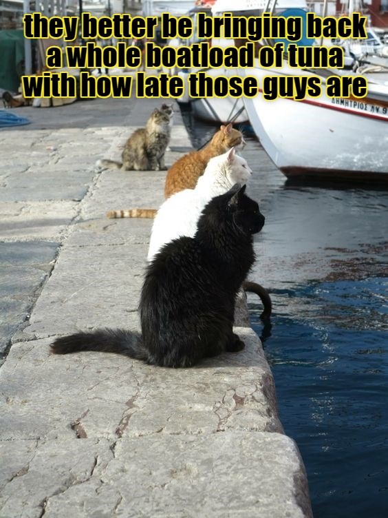 Boatload - Lolcats - lol | cat memes | funny cats | funny cat pictures ...