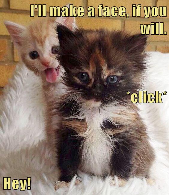 Hey! - Lolcats - lol | cat memes | funny cats | funny cat pictures with ...