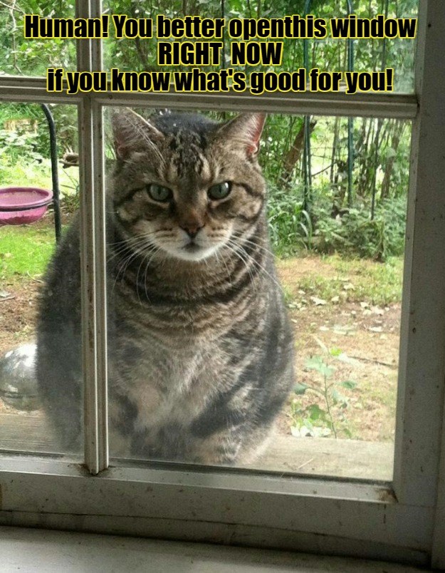 Right meow - Lolcats - lol | cat memes | funny cats | funny cat ...