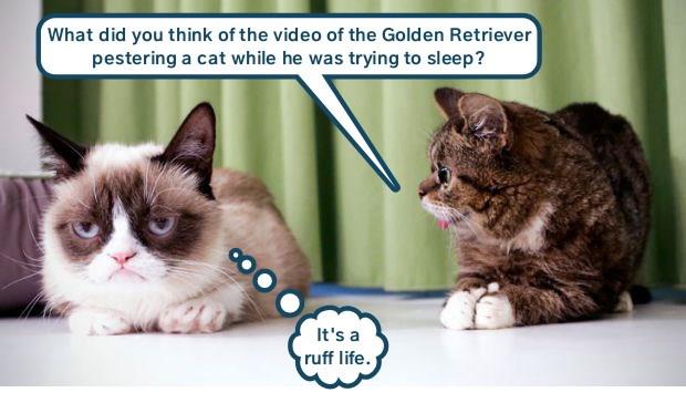 Ruff - Lolcats - lol | cat memes | funny cats | funny cat pictures with ...