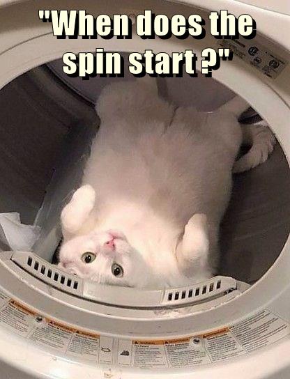 Impatient - Lolcats - lol | cat memes | funny cats | funny cat pictures ...