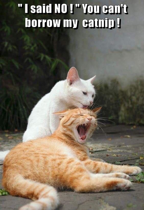 No! - Lolcats - lol | cat memes | funny cats | funny cat pictures with ...