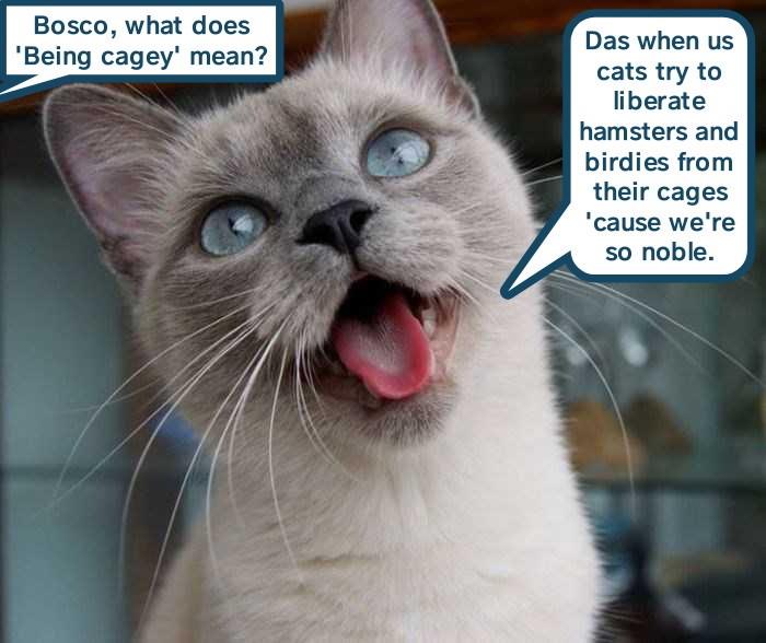 Cagey - Lolcats - lol | cat memes | funny cats | funny cat pictures ...