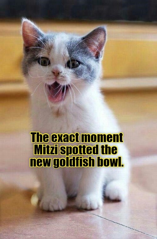 Pure joy - Lolcats - lol | cat memes | funny cats | funny cat pictures ...