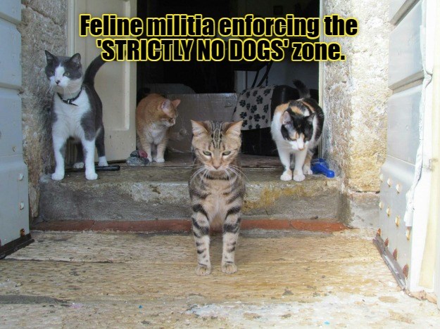 Intimidating - Lolcats - lol | cat memes | funny cats | funny cat ...