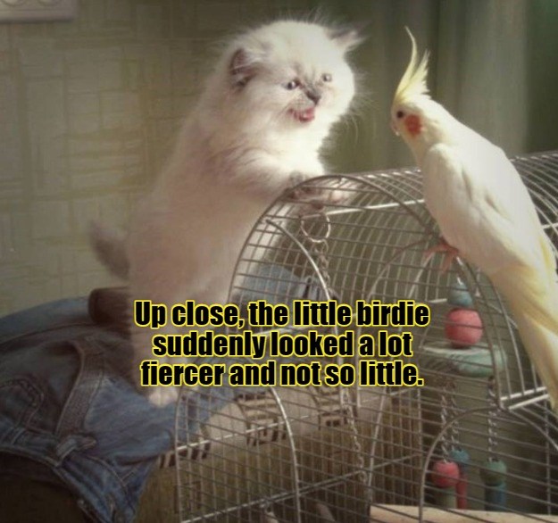 Ohai little birdie! - Lolcats - lol | cat memes | funny cats | funny ...