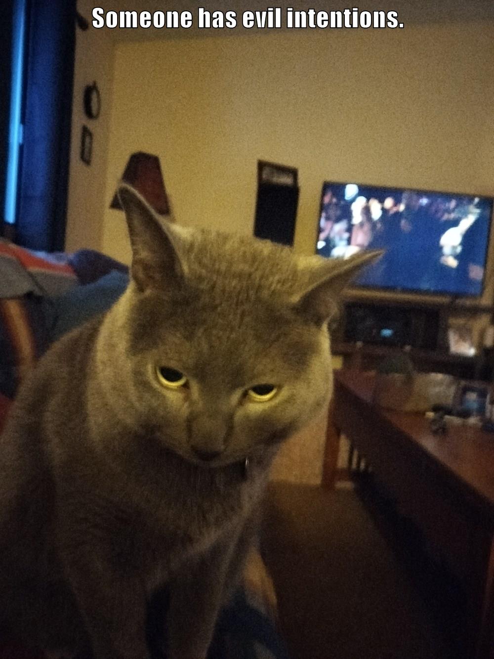 Someone has evil intentions - Lolcats - lol | cat memes | funny cats ...