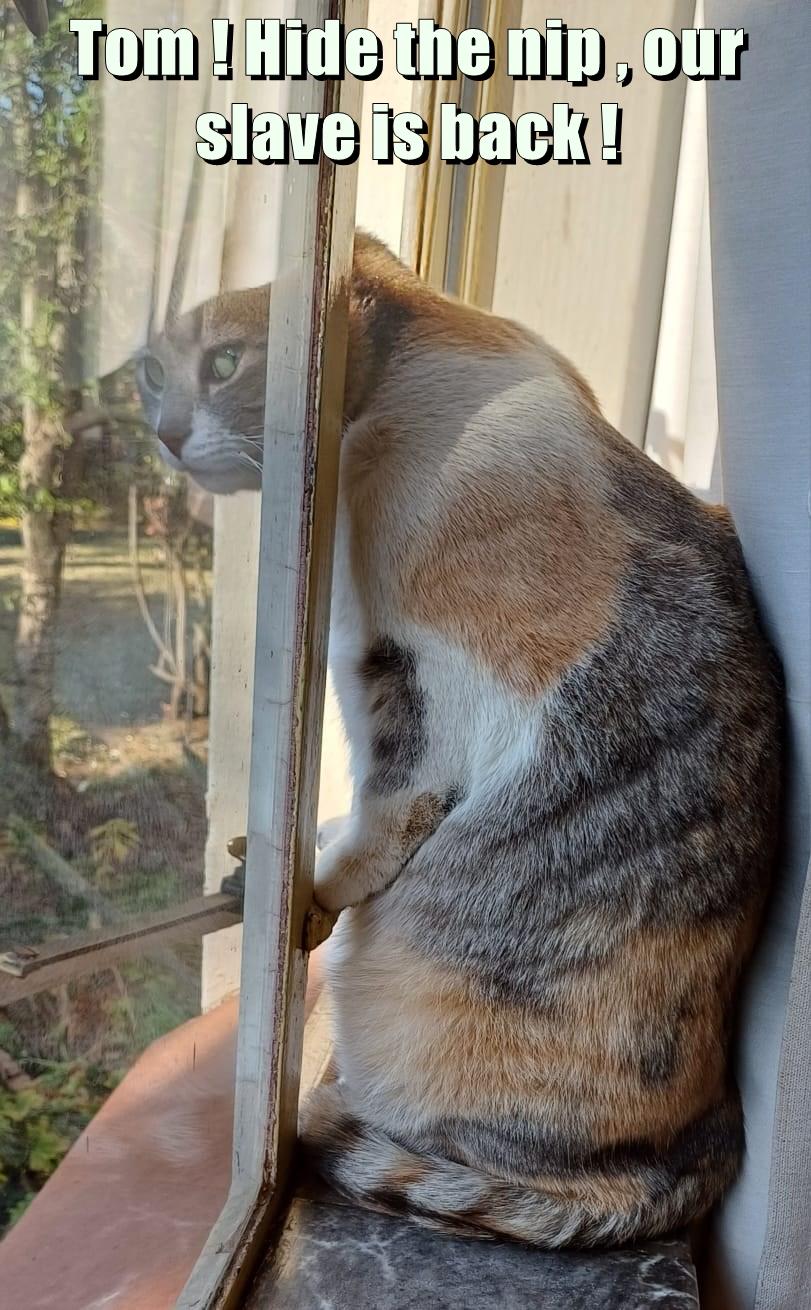 Hide the nip - Lolcats - lol | cat memes | funny cats | funny cat pictures with words on them ...