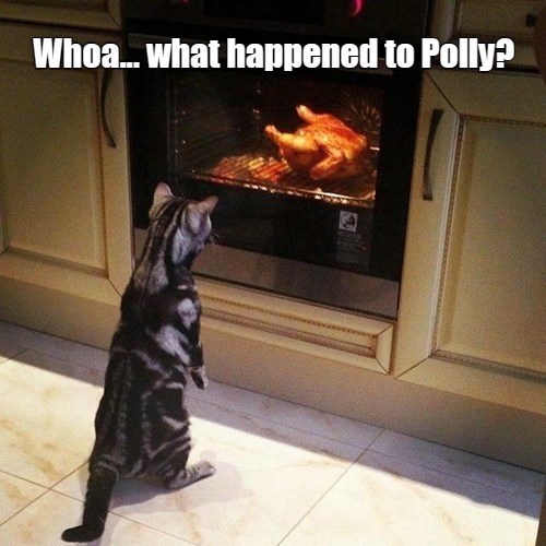 Whoa... - Lolcats - lol | cat memes | funny cats | funny cat pictures ...