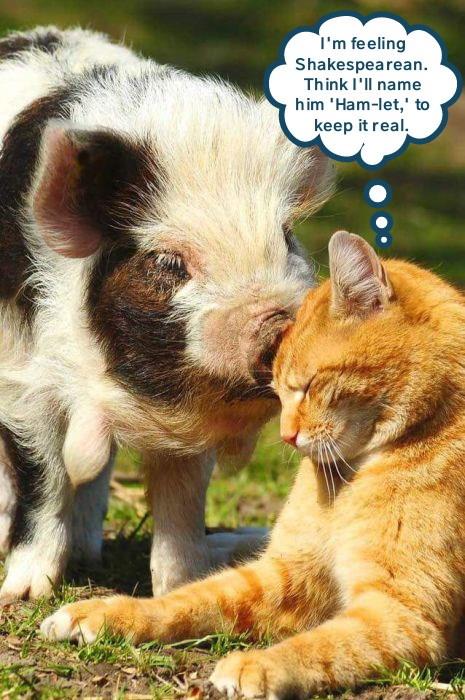 Friend now, noms later - Lolcats - lol | cat memes | funny cats | funny ...