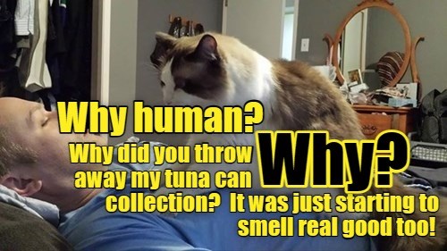 Why? - Lolcats - lol | cat memes | funny cats | funny cat pictures with ...
