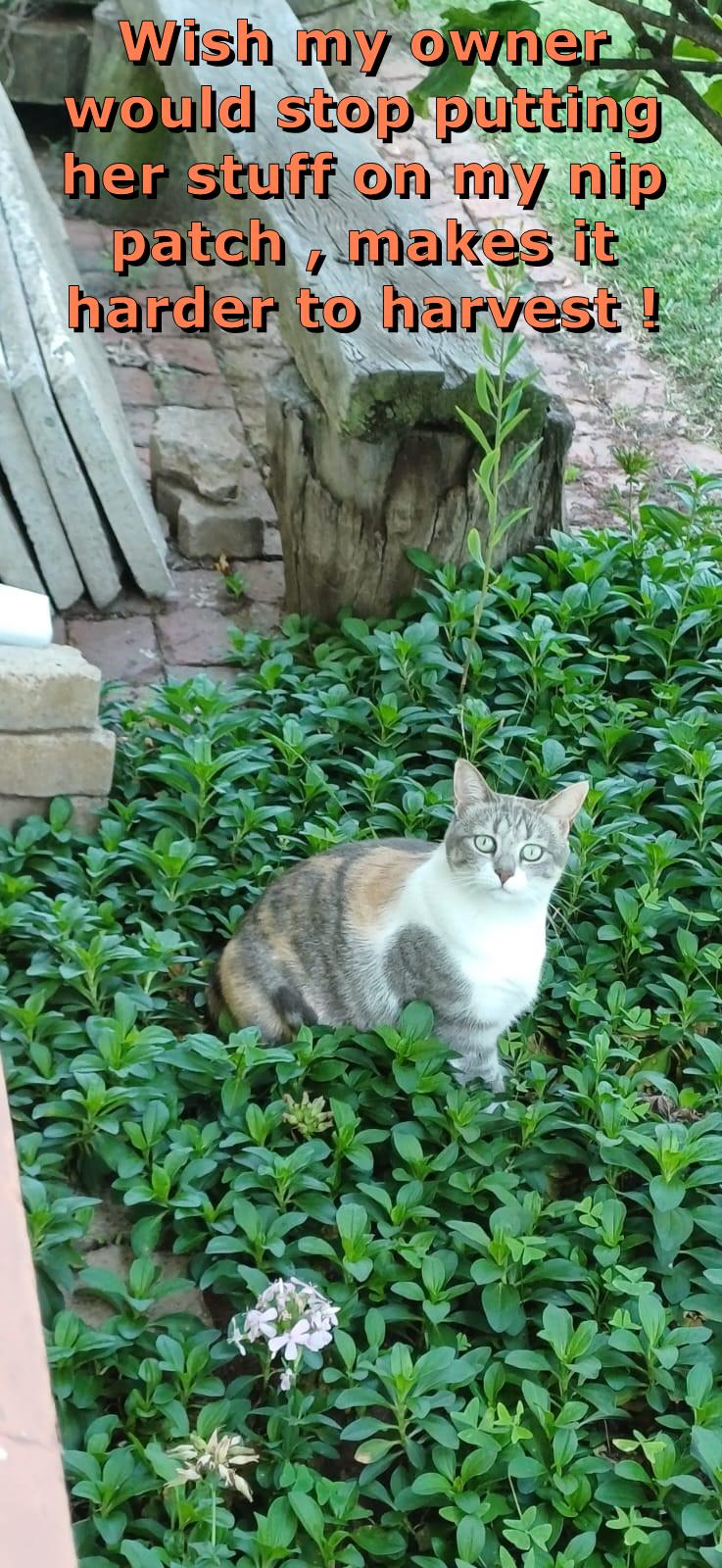 Pls stop - Lolcats - lol | cat memes | funny cats | funny cat pictures ...