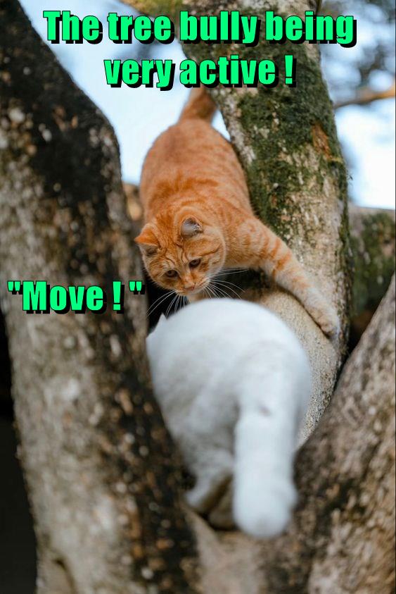 Move! - Lolcats - lol | cat memes | funny cats | funny cat pictures ...