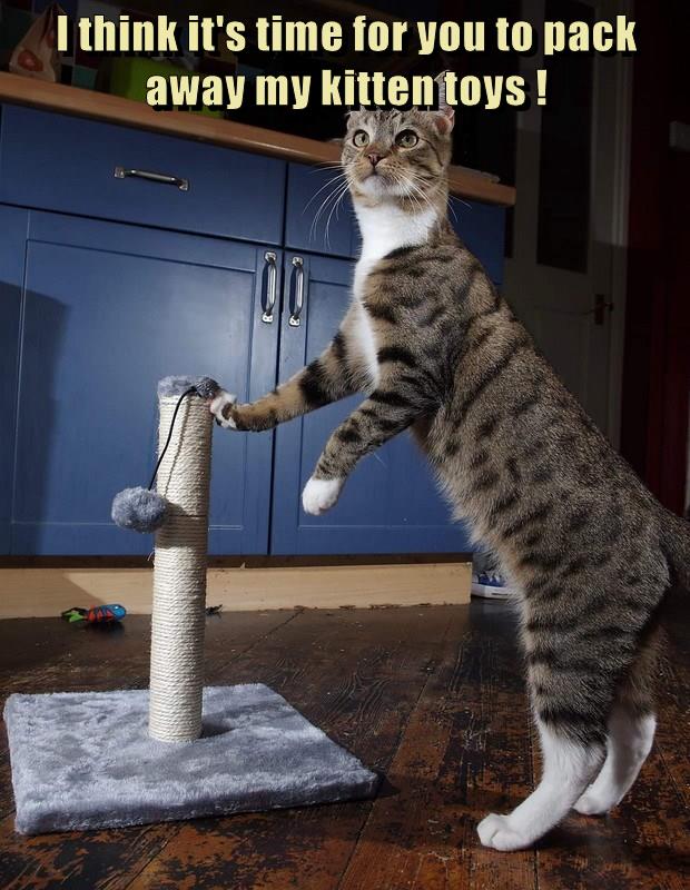 It's time - Lolcats - lol | cat memes | funny cats | funny cat pictures ...