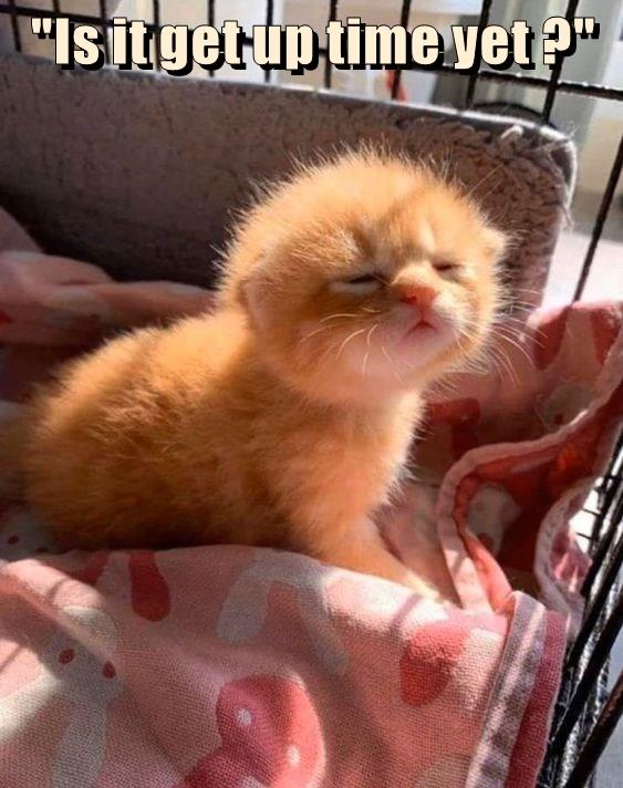 Too early - Lolcats - lol | cat memes | funny cats | funny cat pictures ...