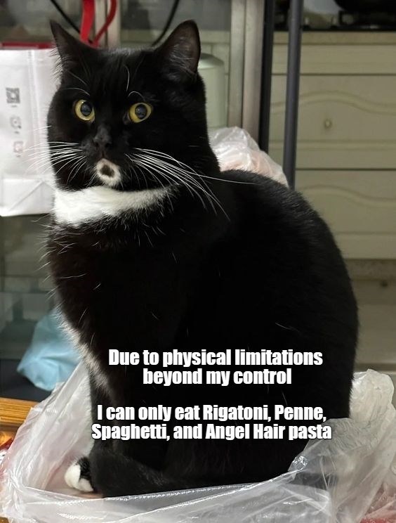 Pasta cat - Lolcats - lol | cat memes | funny cats | funny cat pictures ...