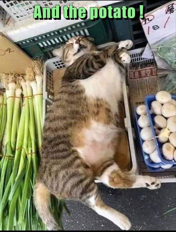 No matter the cost! - Lolcats - lol | cat memes | funny cats | funny ...