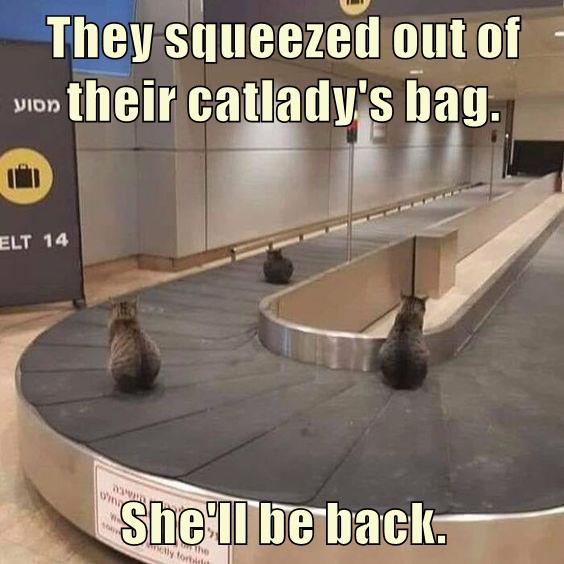 She'll be back - Lolcats - lol | cat memes | funny cats | funny cat ...