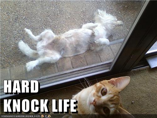 Hard knock life - Lolcats - lol | cat memes | funny cats | funny cat ...