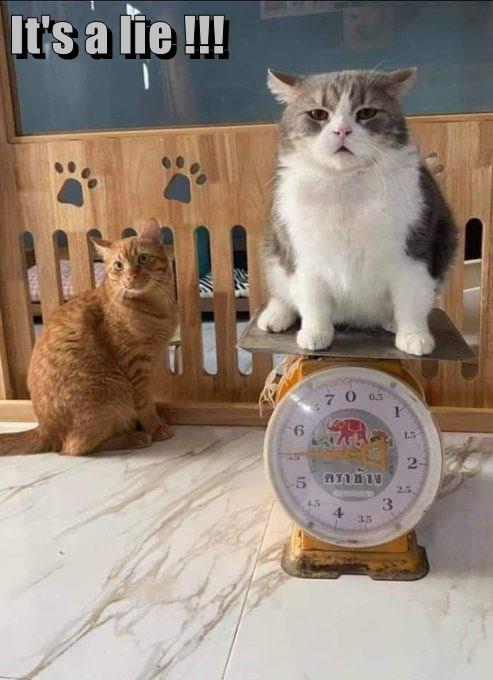 A lie - Lolcats - lol | cat memes | funny cats | funny cat pictures ...