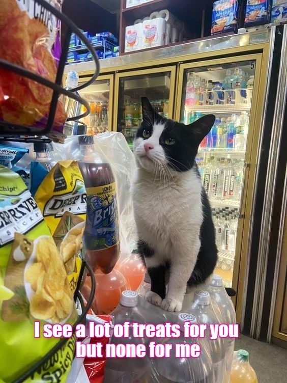 How rude - Lolcats - lol | cat memes | funny cats | funny cat pictures ...