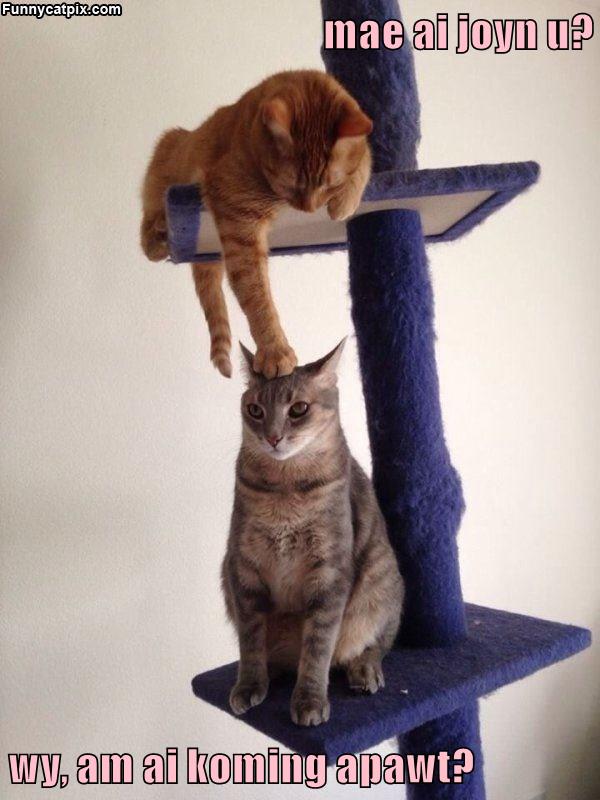 Join me please - Lolcats - lol | cat memes | funny cats | funny cat ...