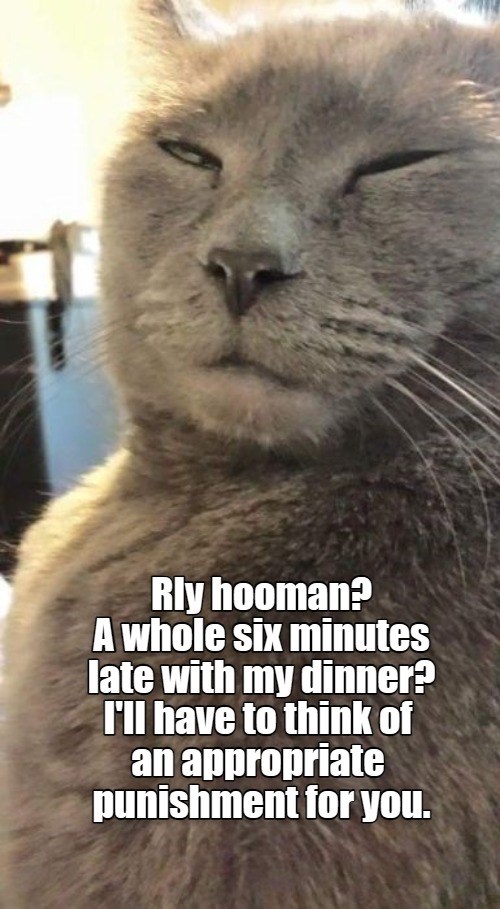 It will not be pleasant - Lolcats - lol | cat memes | funny cats ...