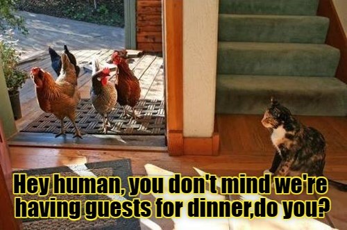 Food delivery - Lolcats - lol | cat memes | funny cats | funny cat ...