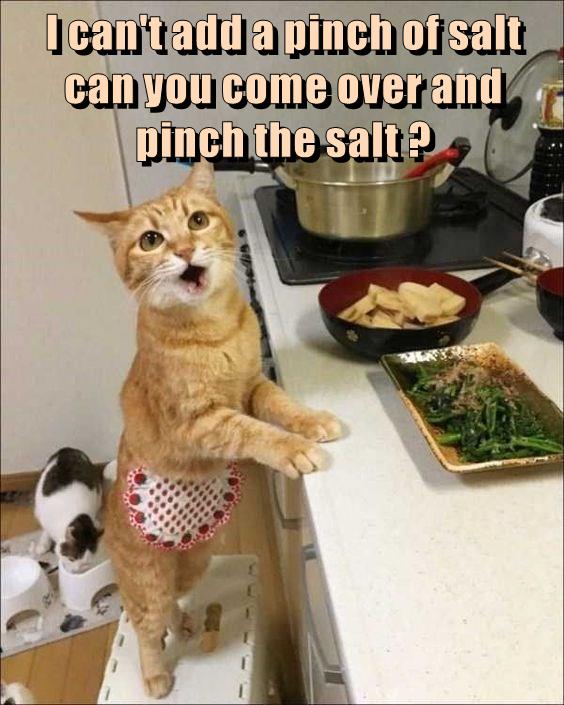 Pinch it, please - Lolcats - lol | cat memes | funny cats | funny cat ...