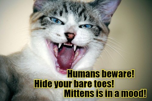Take cover! - Lolcats - lol | cat memes | funny cats | funny cat ...