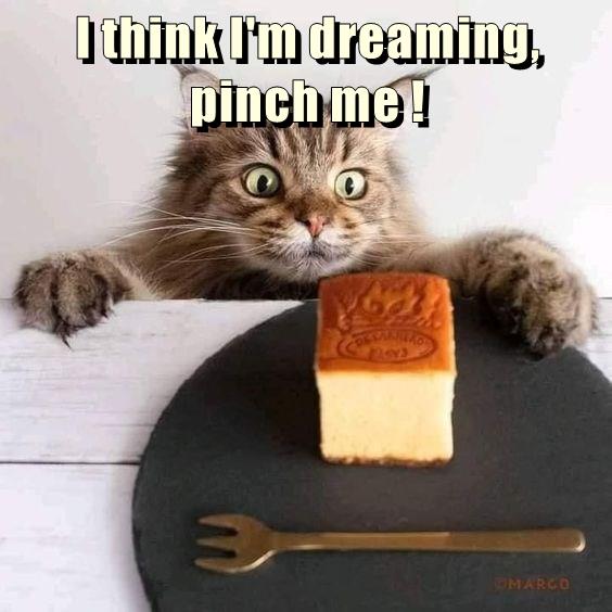 The best dream - Lolcats - lol | cat memes | funny cats | funny cat ...