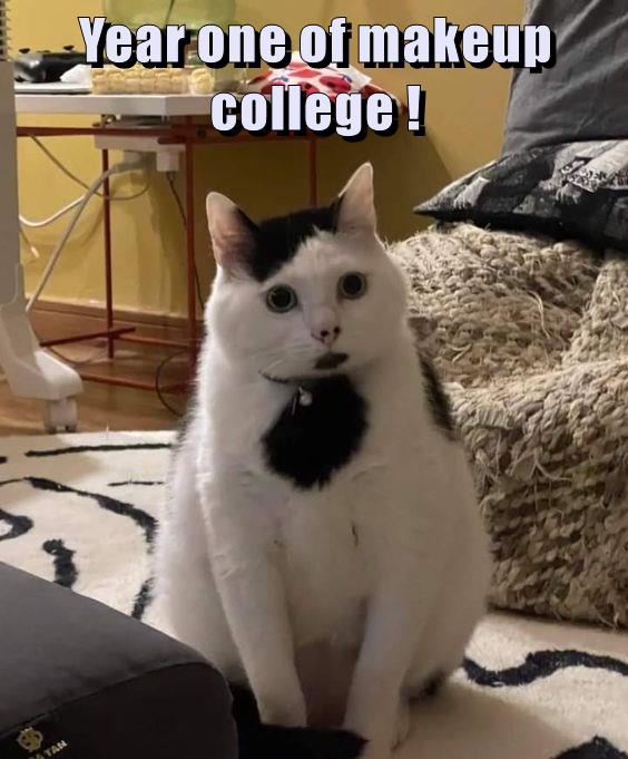 Year one - Lolcats - lol | cat memes | funny cats | funny cat pictures ...