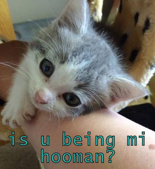 Yes, always yes - Lolcats - lol | cat memes | funny cats | funny cat ...