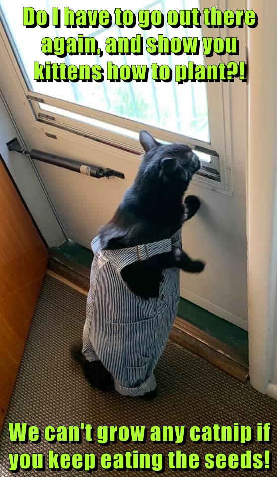 Problems... problems... - Lolcats - lol | cat memes | funny cats | funny cat pictures with words ...