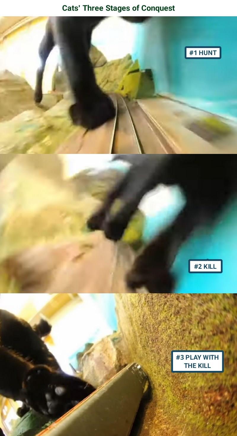 The Stages of Conquest - Lolcats - lol | cat memes | funny cats | funny ...