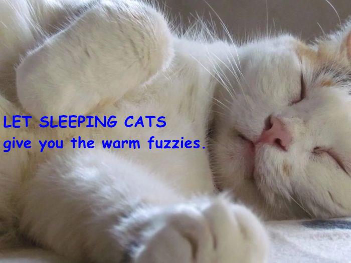 Zzz - Lolcats - lol | cat memes | funny cats | funny cat pictures with ...