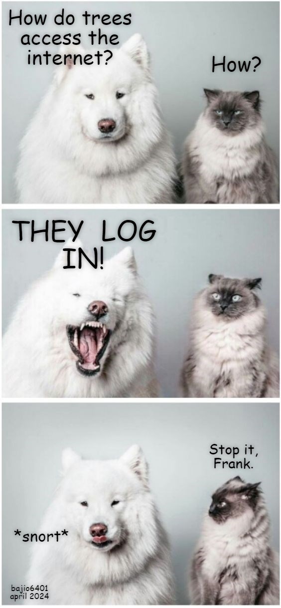 JOKE #54 - Lolcats - lol | cat memes | funny cats | funny cat pictures ...