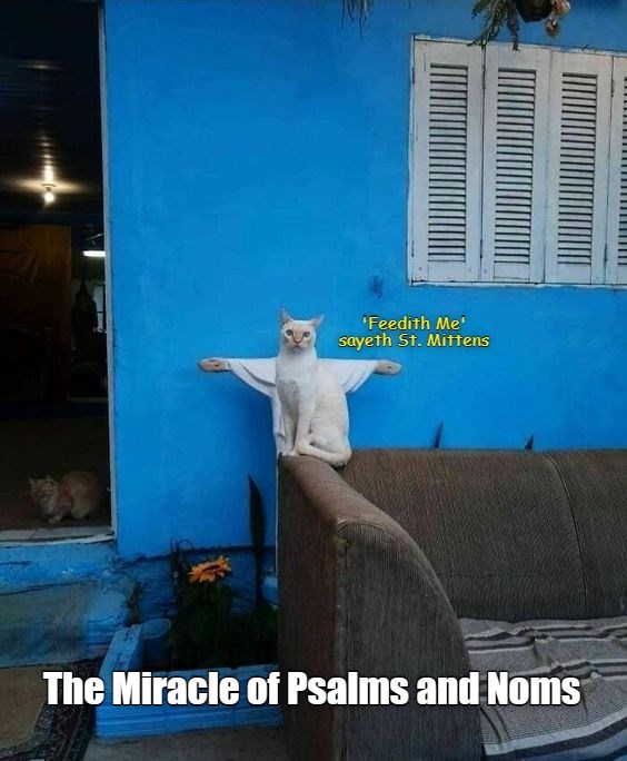 Somebody call the Vatican - Lolcats - lol | cat memes | funny cats ...