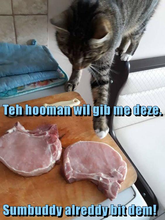 It happened so fast! - Lolcats - lol | cat memes | funny cats | funny ...